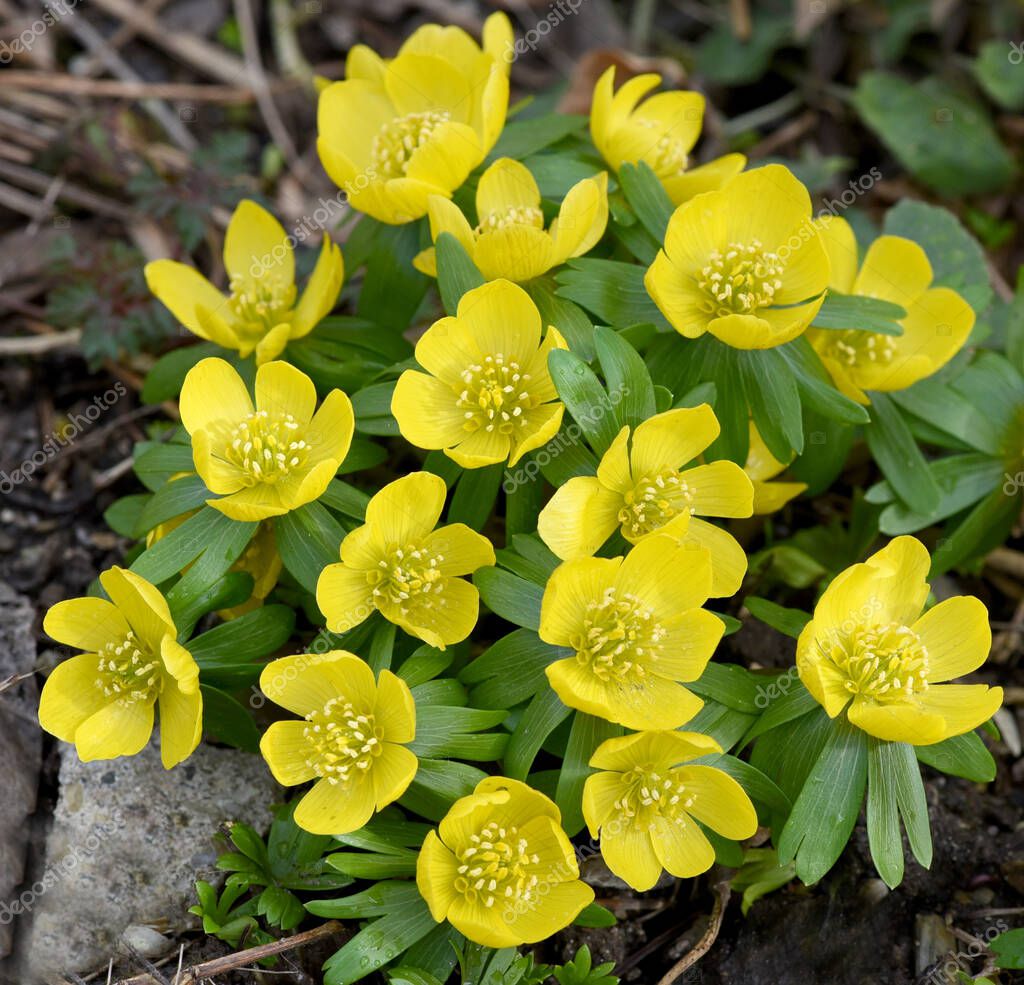Winterling, Eranthis hyemalis, ist eine Blume die im Winter blueht und ...