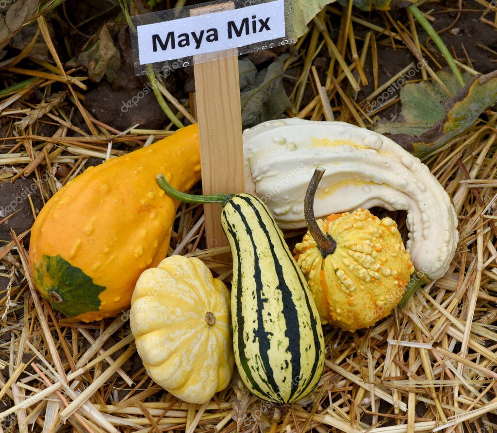 Maya Mix, ist ein Zierkuerbis und eine schoene attraktive Gartenfrucht ...