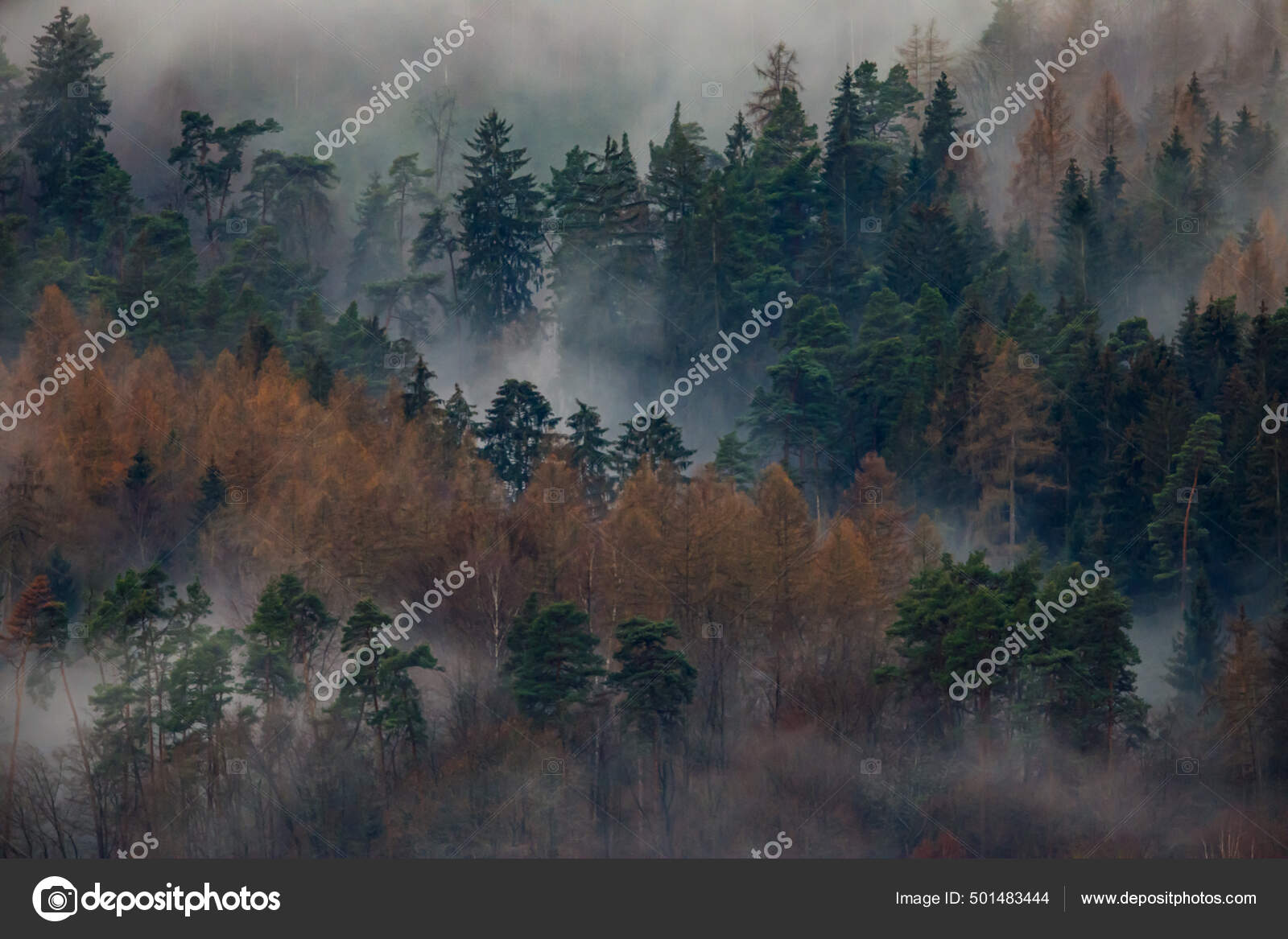 Beautiful Autumn Landscape Trees Forest — Stock Photo ...
