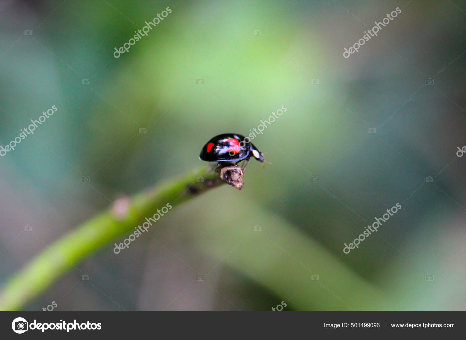 Close Black Ladybug Red Spots — Stock Photo © PantherMediaSeller #501499096