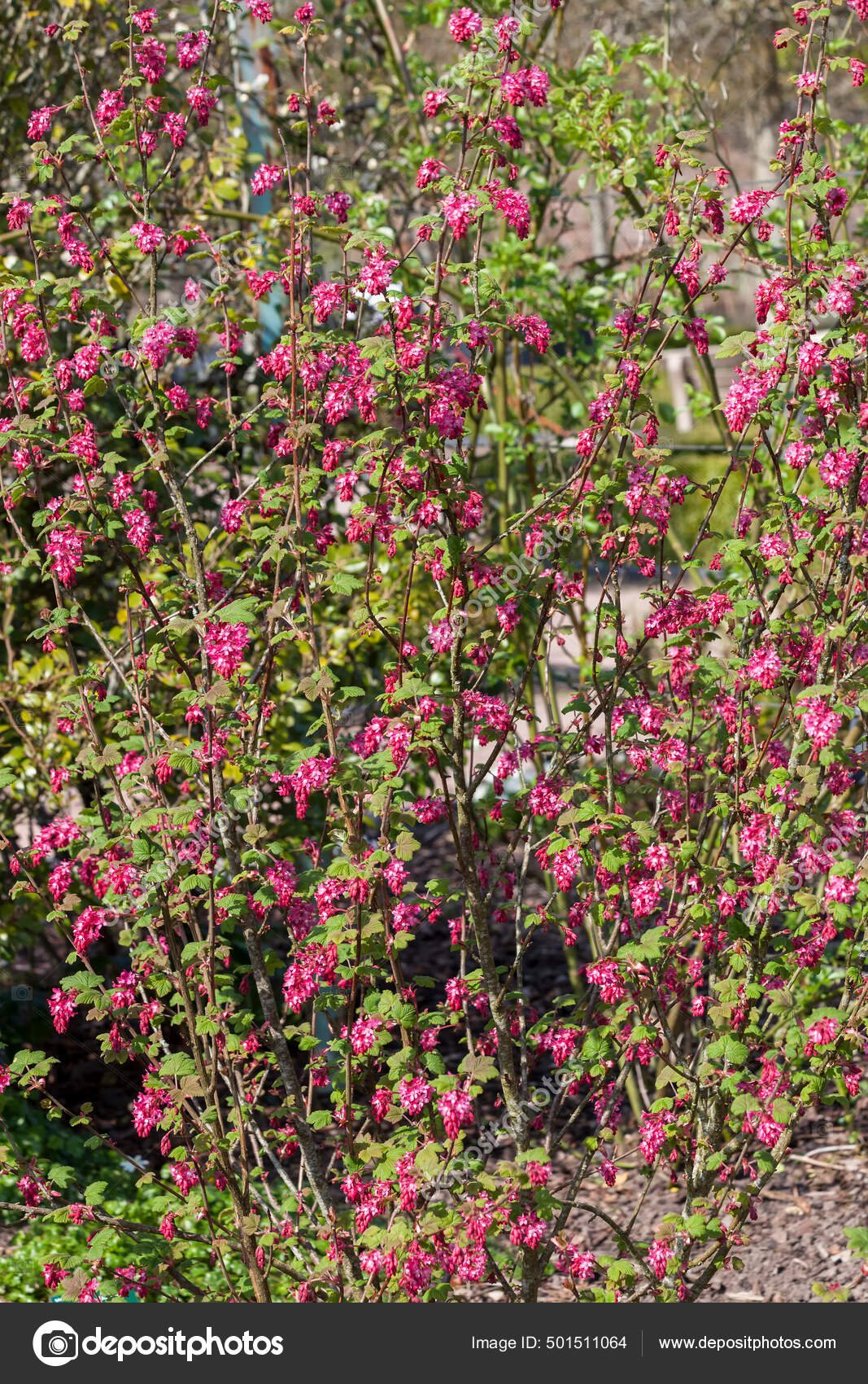 Ribes Sanguineum 'King Edward Vii' Early Spring Dark Red Flower — Stock ...