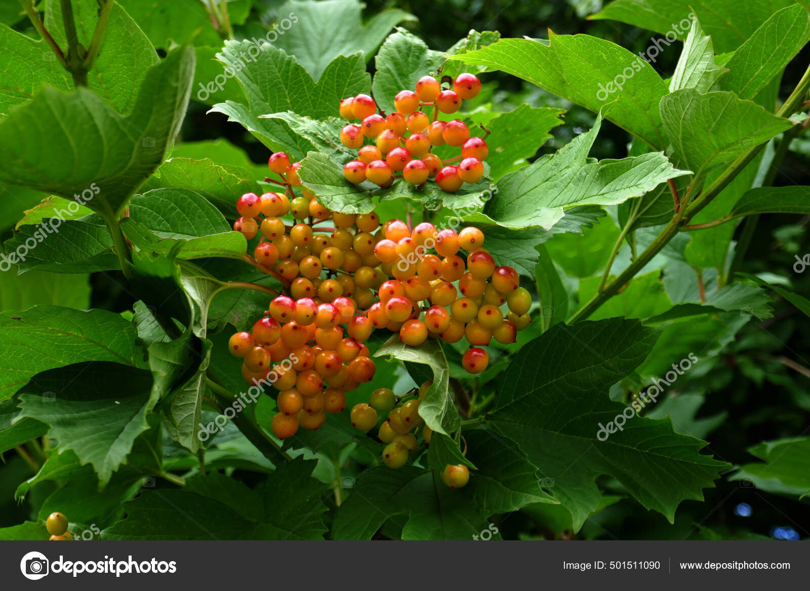 Red Snake Berries