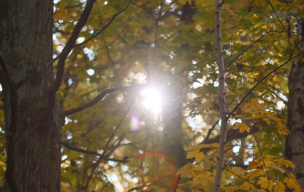 Sun through the leaves of trees Stock Photos, Royalty Free Sun through the leaves of trees ...