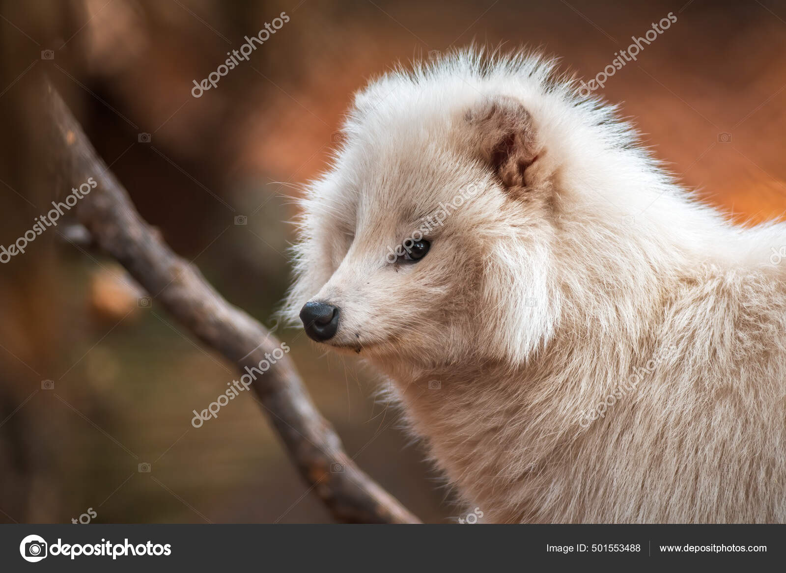 Raccoon Dog White