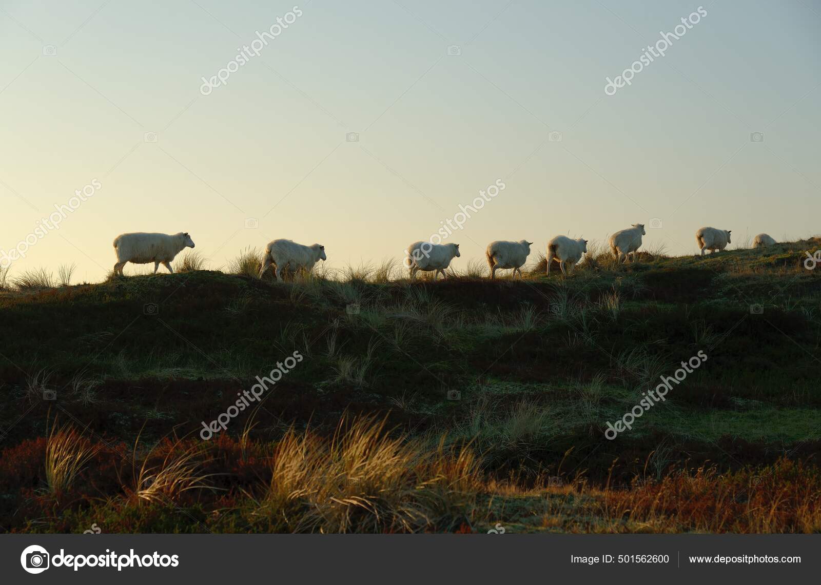 Photo Shows Row Sheep Dune Sylt Sunrise Sheeps Run Row — Stock Photo ...