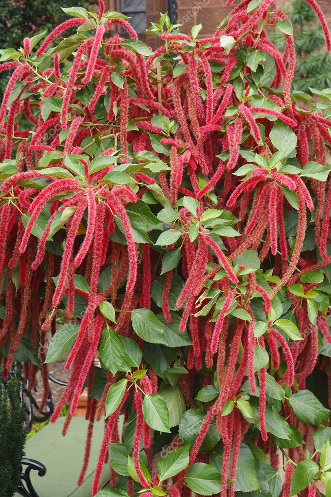 Planta de chenilla (Acalypha hispida). Llamado Filipinas Medusa, cola ...