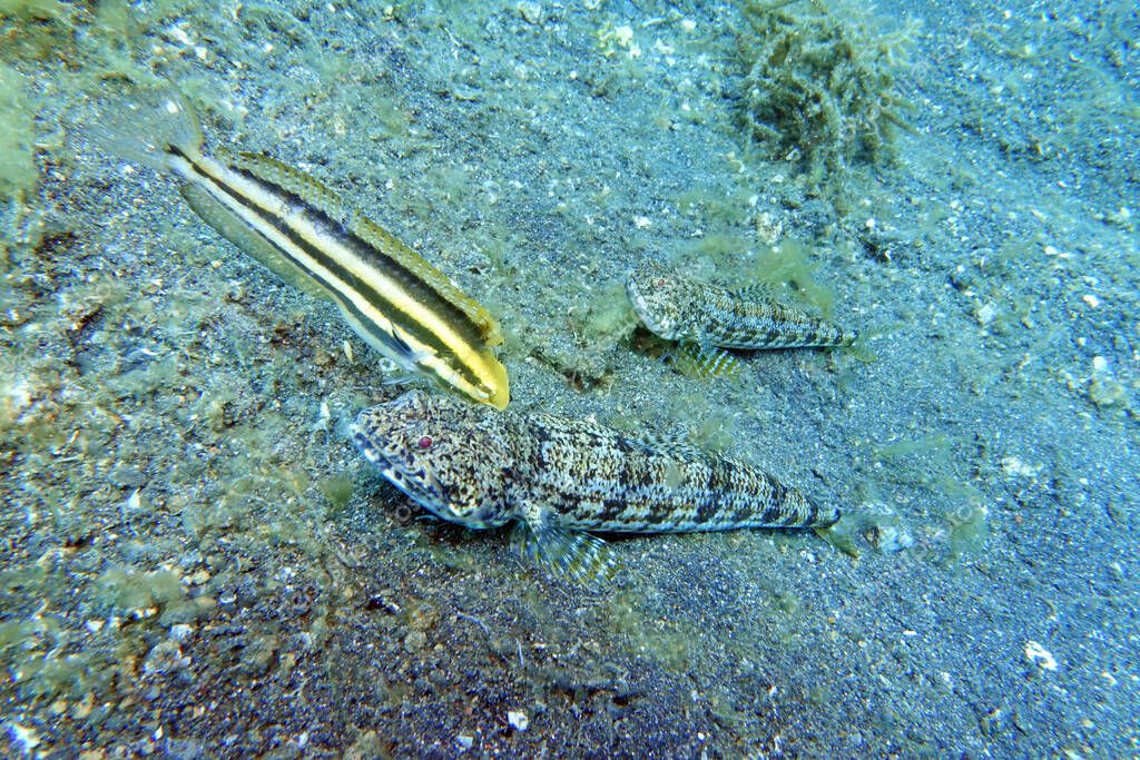 Banded Lizardfish, Clearfin Lizardfish (Synodus dermatogenys) y Striped ...