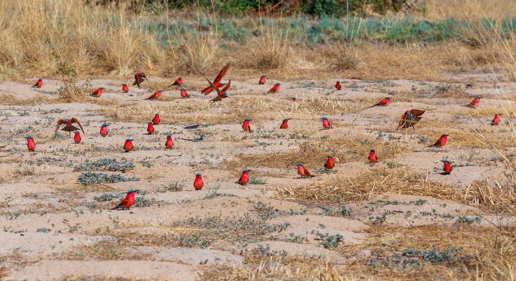 bandada de Aves Carmín del Norte Comedor de abejas sentado en el suelo ...