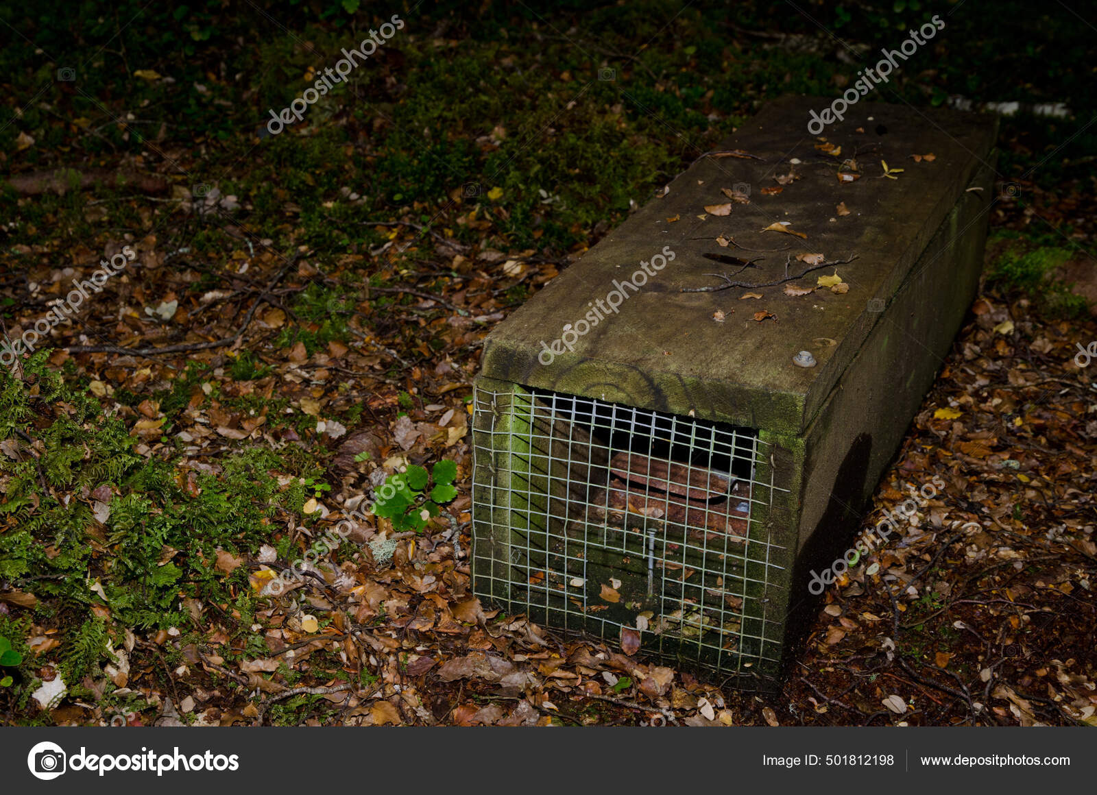 Trap Catching Rats Other Introduced Animals Fiordland National Park ...