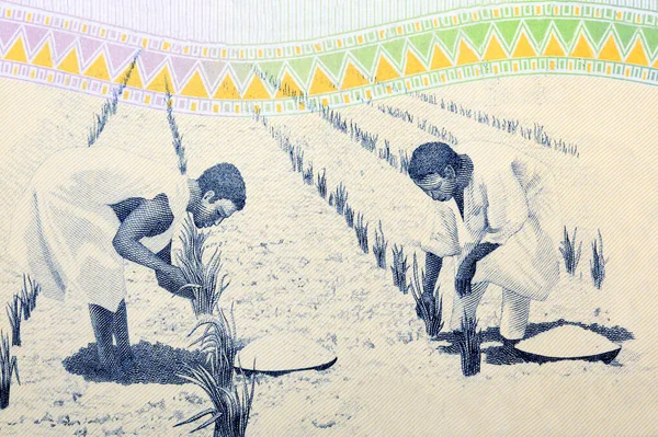 Clip Art Colonial Rice Plantations