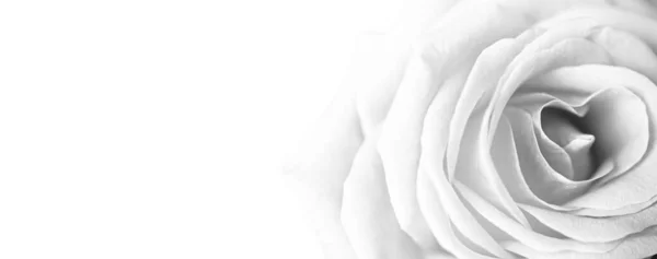 White rose wallpaper Stock Photos, Royalty Free White rose wallpaper ...