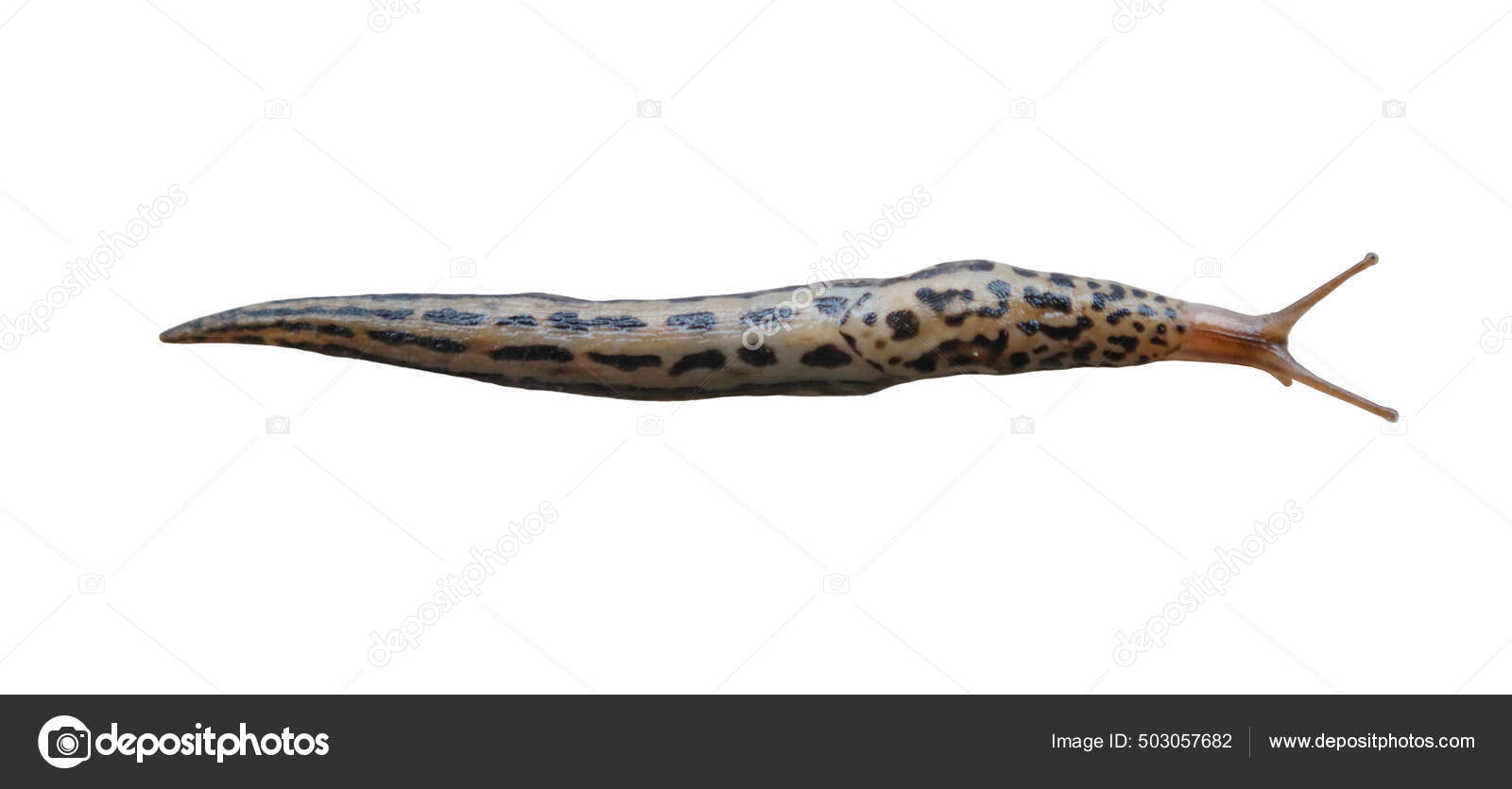 Gastropods Slug Isolated White Background — Stock Photo ...