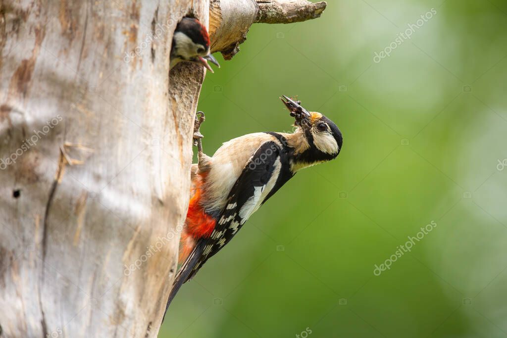 Gran pájaro carpintero manchado anidando dentro de un árbol en la ...