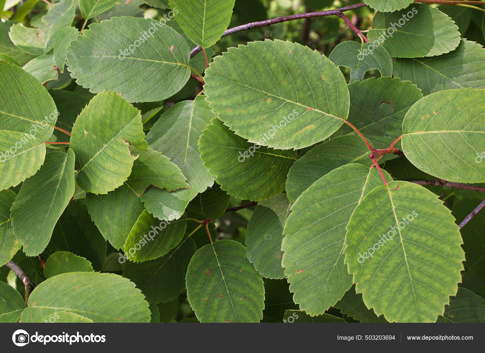 Background Green Alder Leaves Shrub Stock Photo by ©PantherMediaSeller ...
