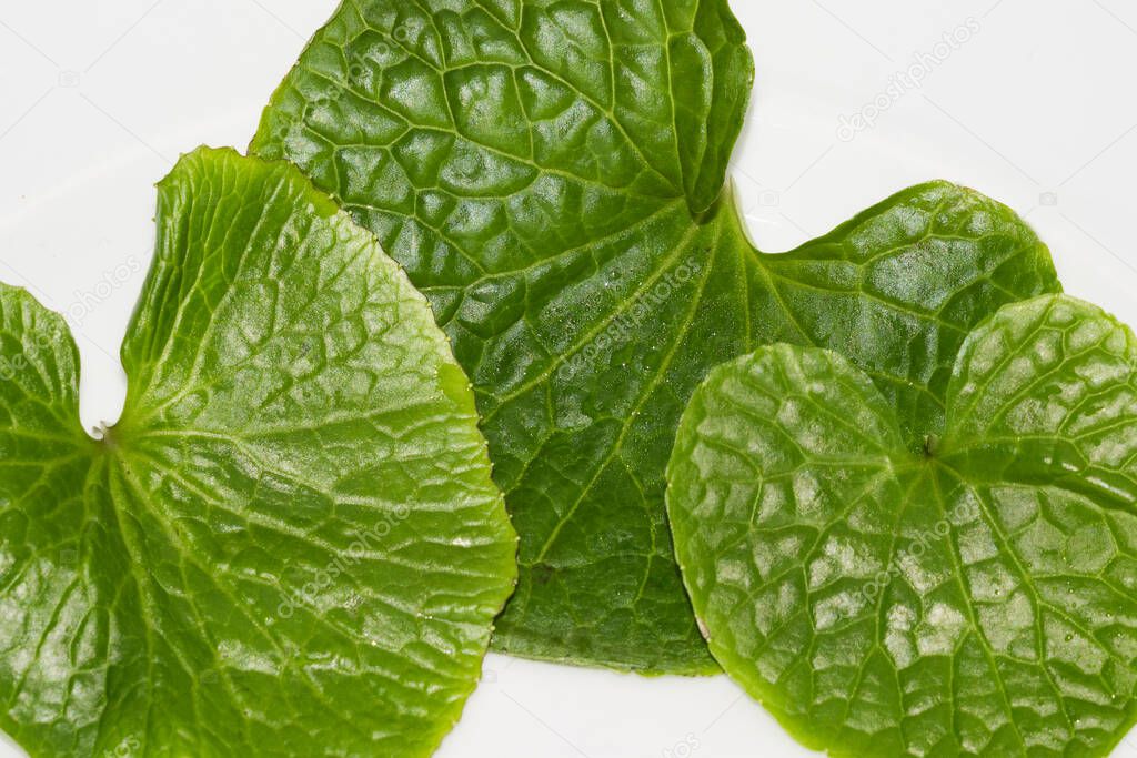 Hoja de la planta de Wasabi 2025