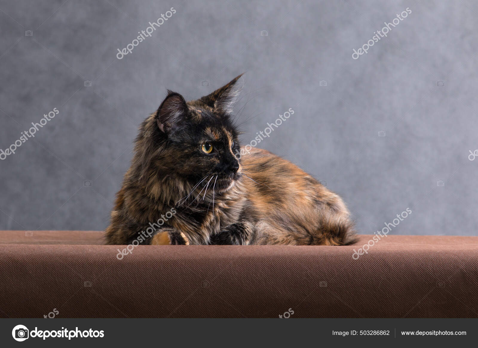 Brown Tortioseshell Maine Coon Breed Cat Lies Brown Background Grey ...