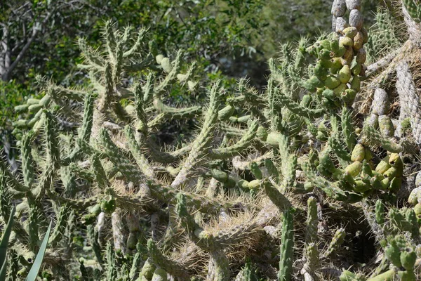 Chain Fruit Cholla