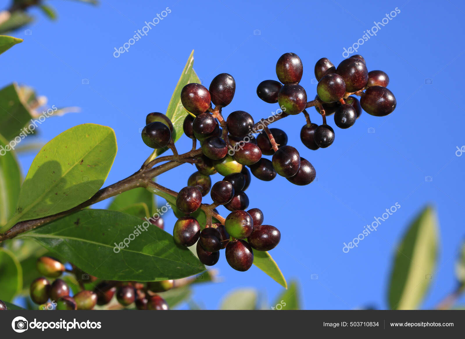 Privet Fruit Small Glossy Black Berry Diameter Containing One Four ...