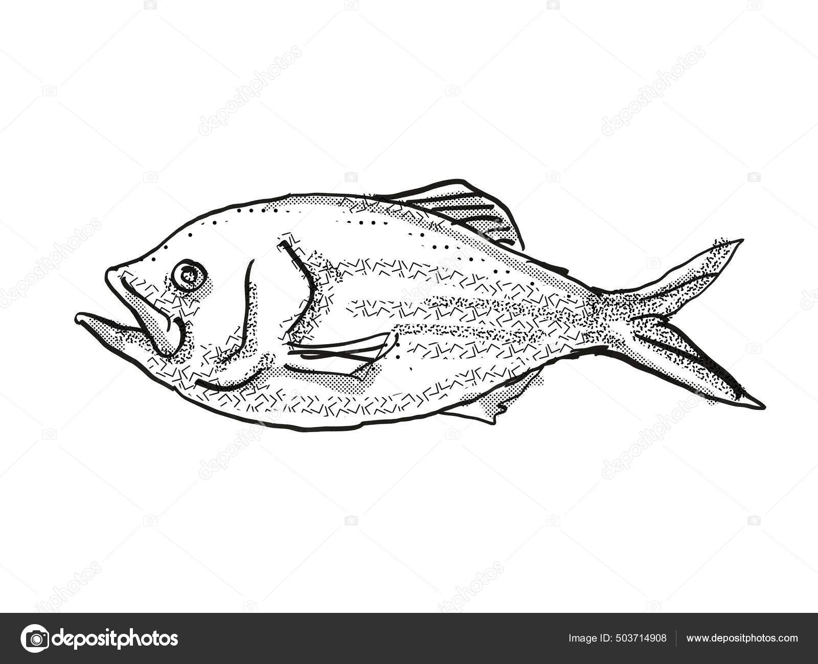 Dibujo Estilo Caricatura Retro Pargo Dorado Una Especie Nativa Vida ...