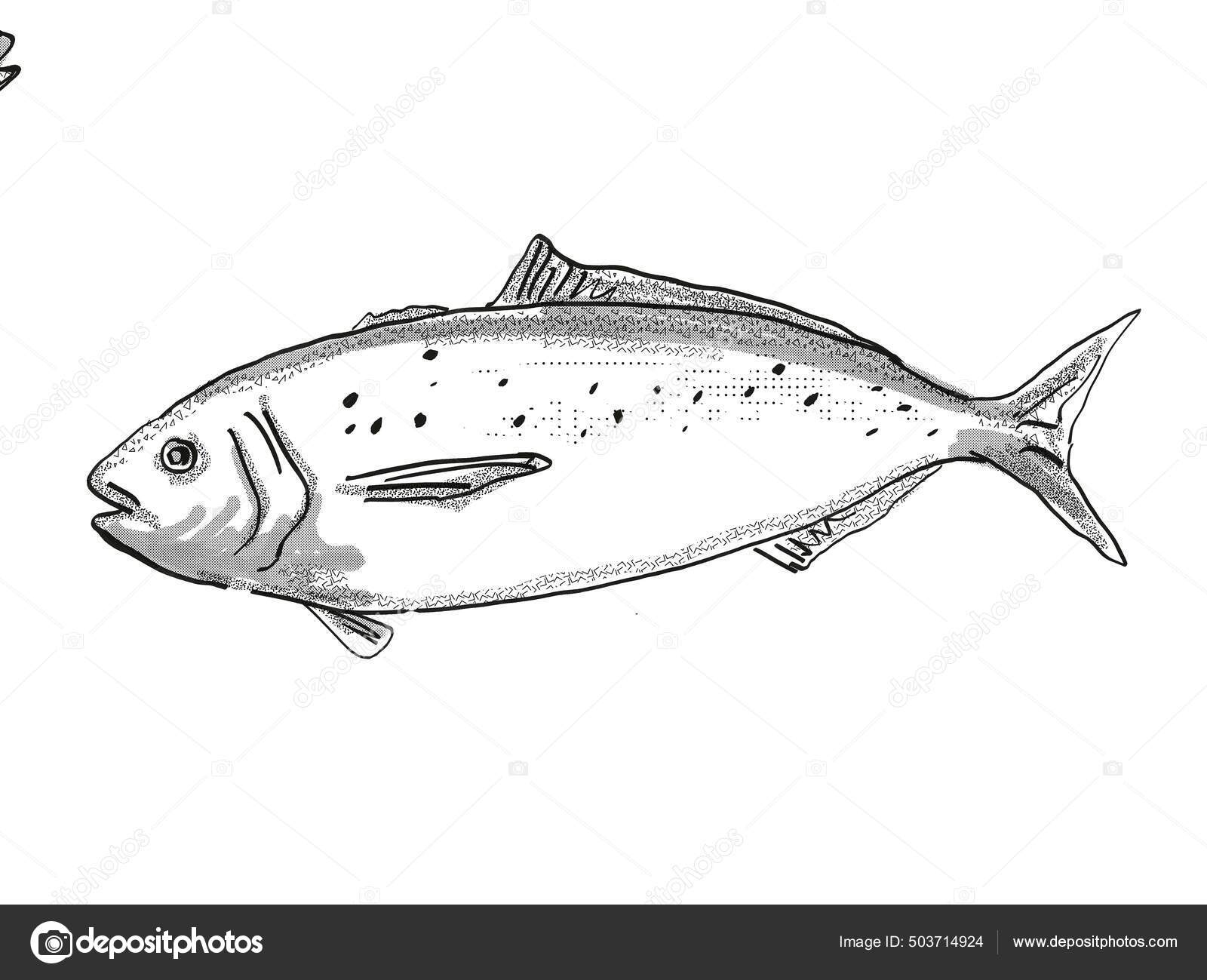 Retro Cartoon Style Drawing Blue Warehou Native New Zealand Marine ...