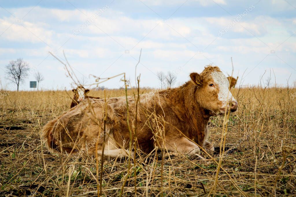 vacas en el pasto, una forma apropiada de actitud de las especies 2023