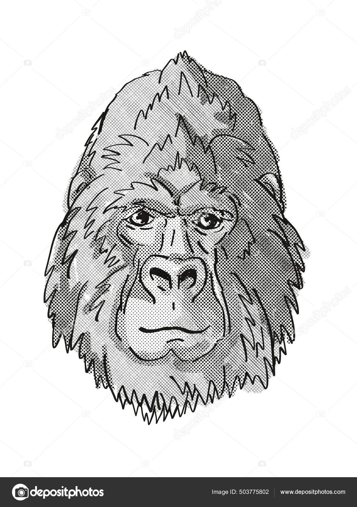 Silverback Gorilla Drawing