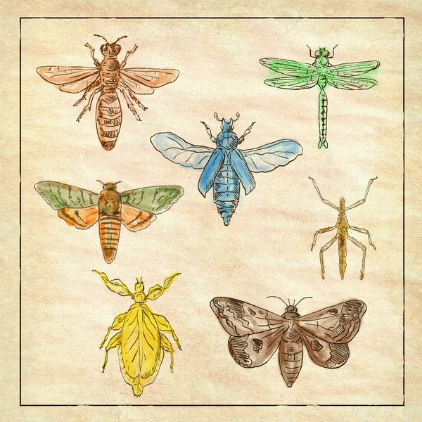 Vintage Victorian drawing illustration of a collection of insects like ...