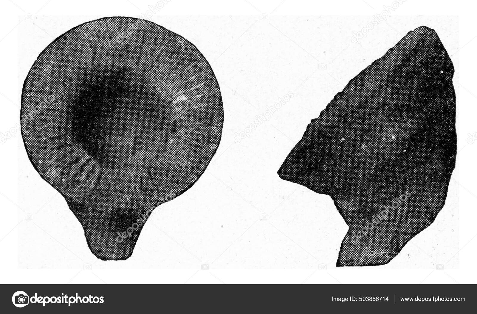 Cyathophyllum Devonian Ilustración Grabada Vintage Del Universo ...