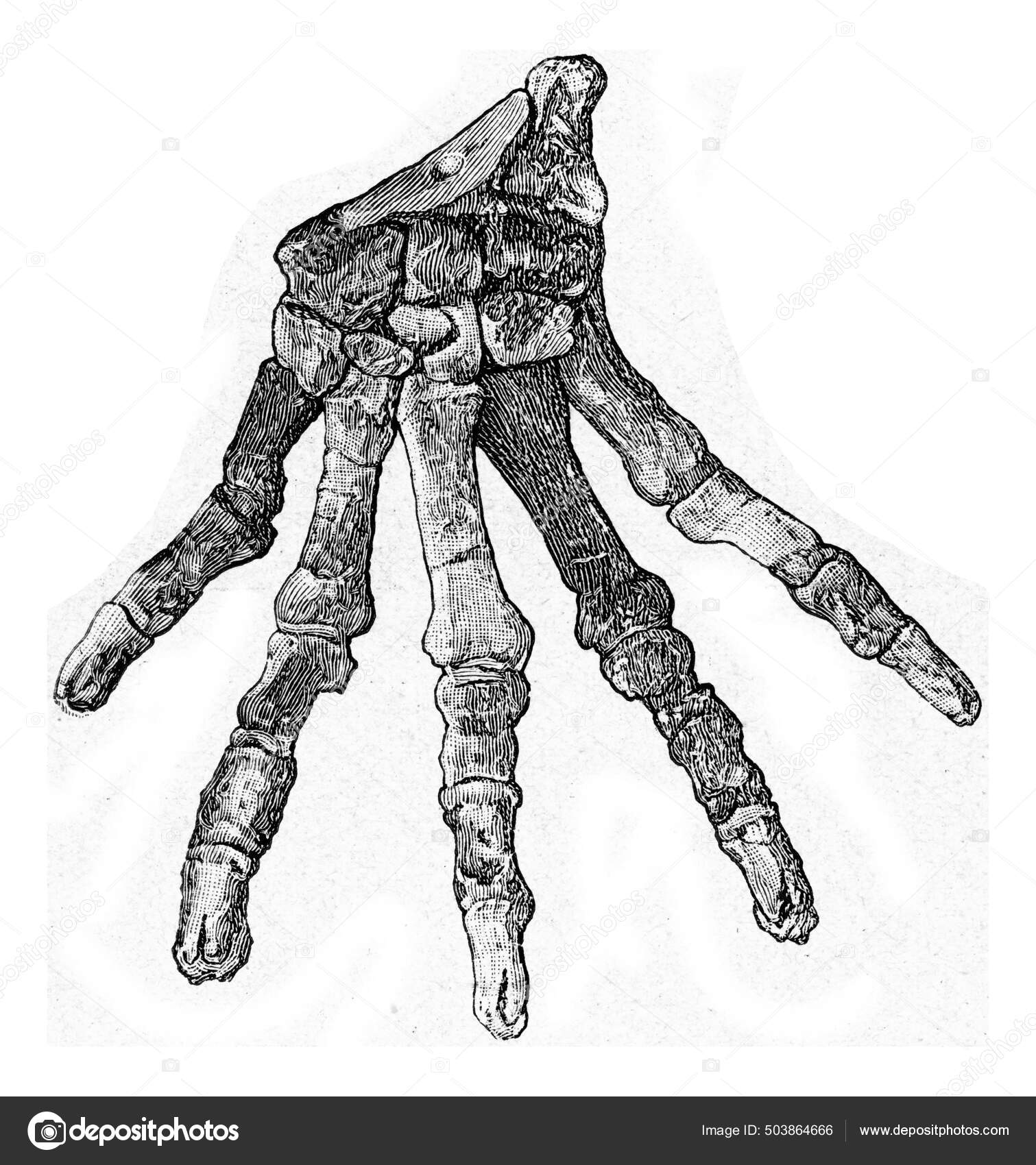 Skeletons Hand Primitive Carnivores Tertiary Era Vintage Engraved ...