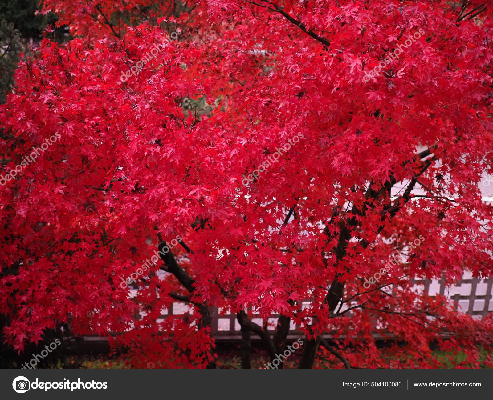 Red Maple Acer Acer Rubrum Aka Swamp Maple Water Maple — Stock Photo ...