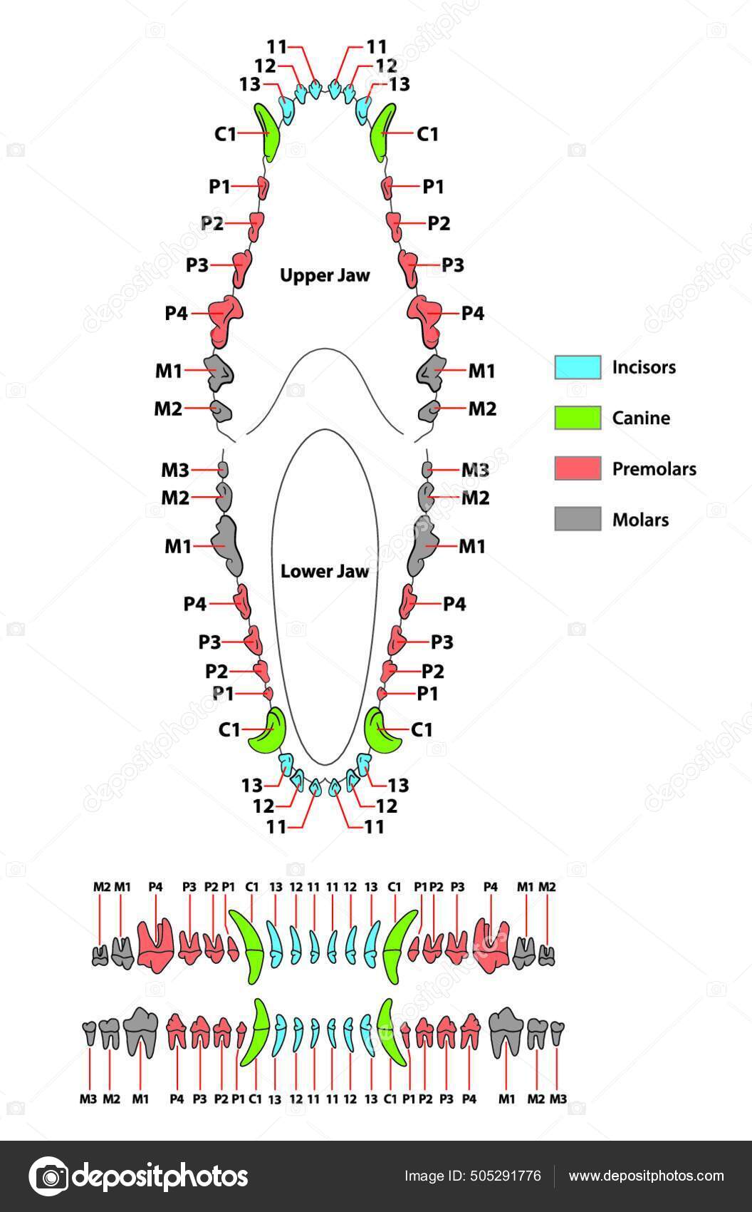 Construction Dog Tooth Dental Formula Stock Vector by ...
