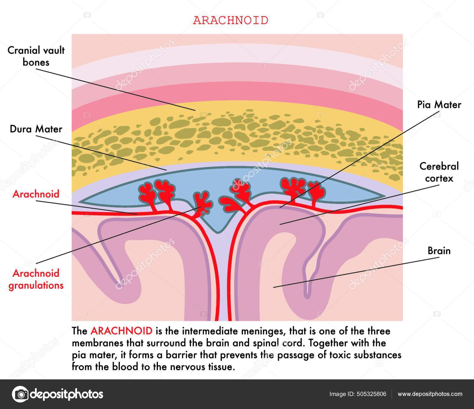 Medical Illustration Arachnoid Annotations Explaining Its Function ...