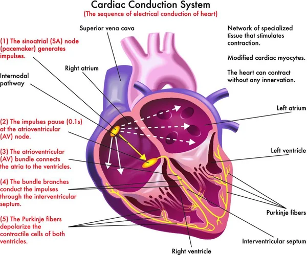 20,272,684 Cardiac conduction Stock Illustrations | Depositphotos