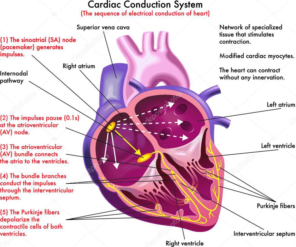 Diagrama del Sistema de Conducción Cardíaca (la secuencia de conducción ...