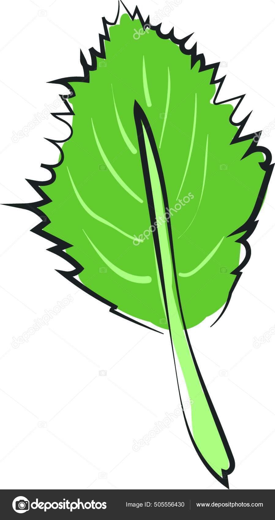 Clipart Una Hoja Verde Ovada Con Margen Vector Venación Alternativo ...