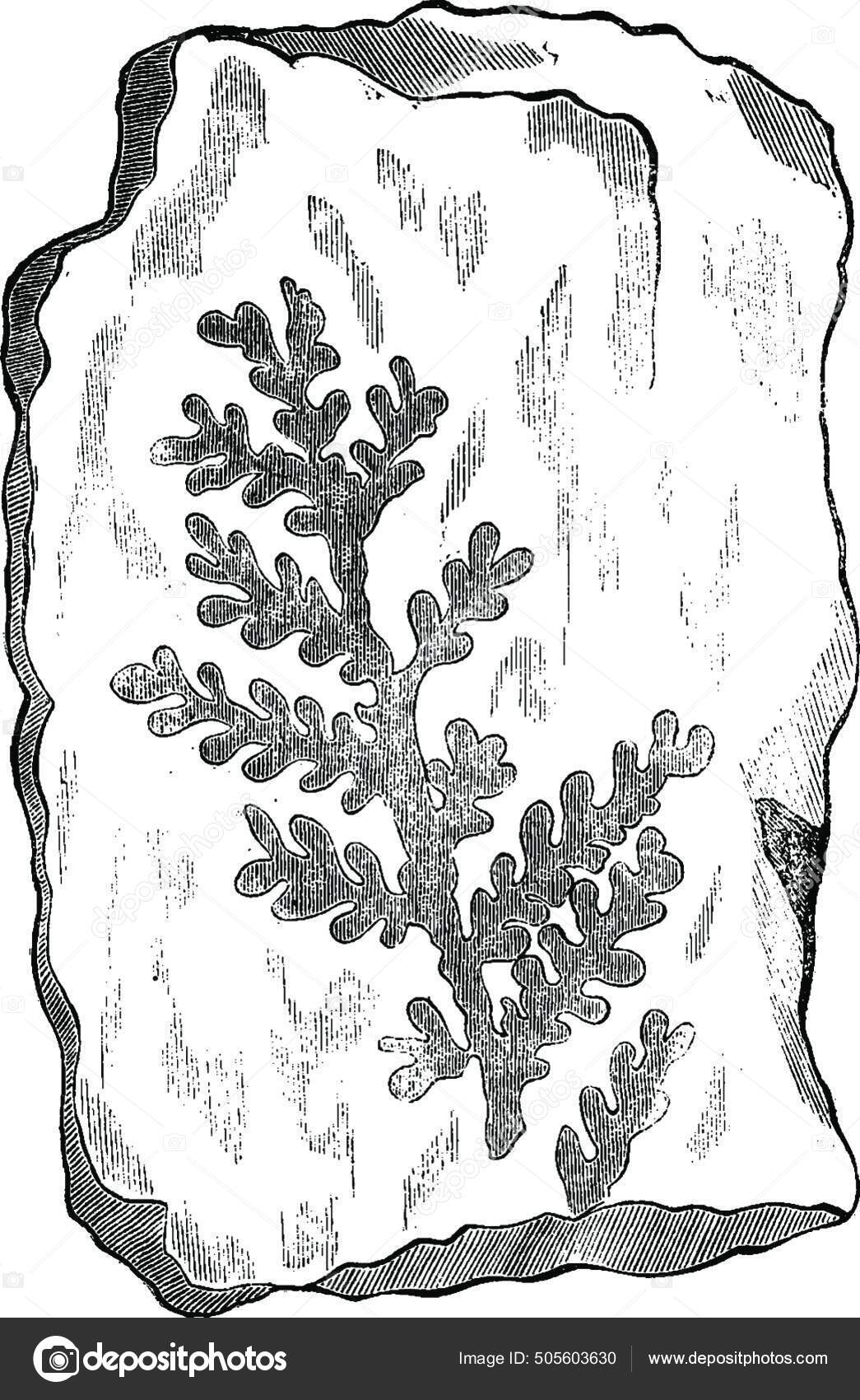 Plant Fossil Drawing