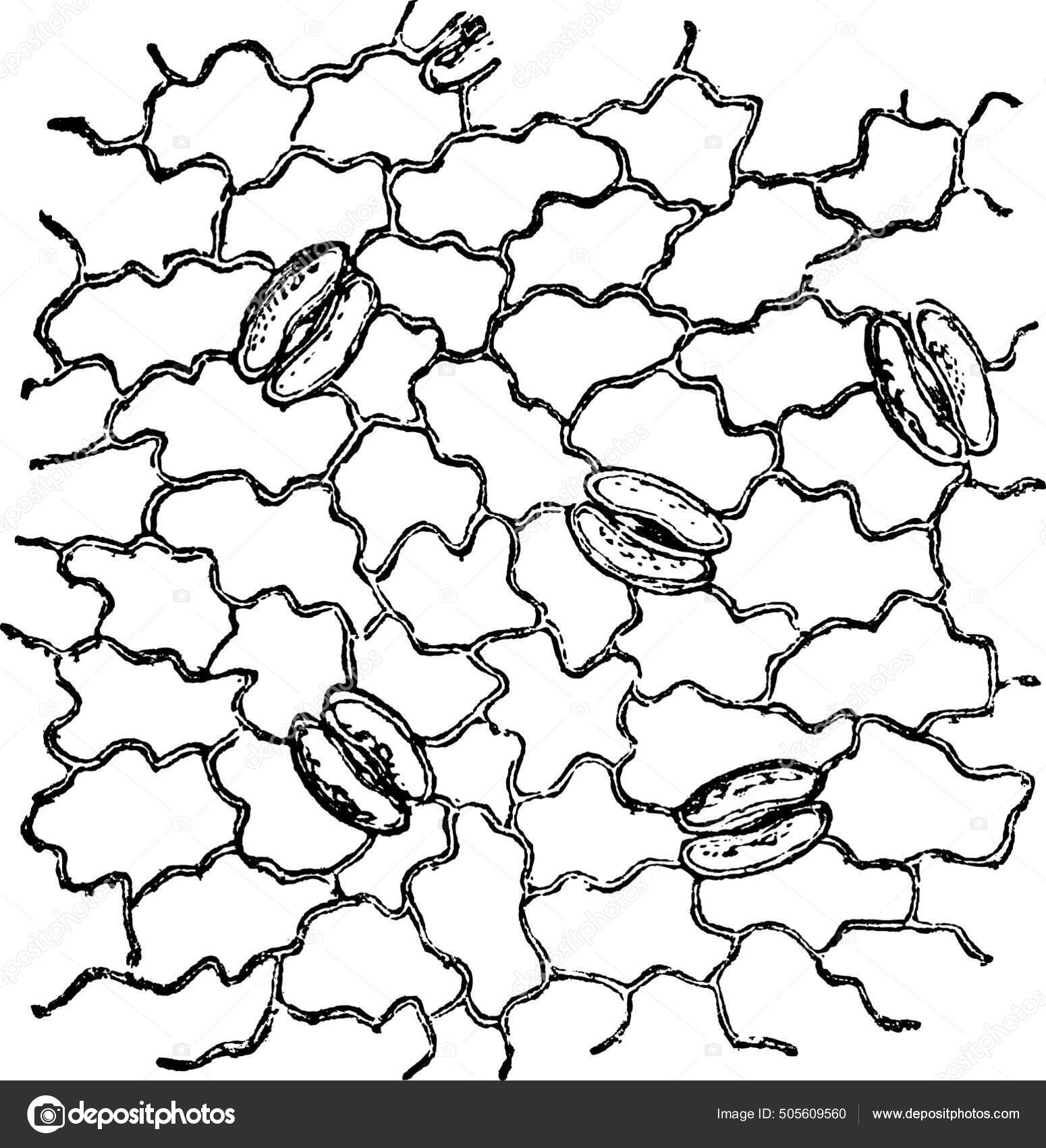 Stomata Found Leaf Epidermis Magnified Vintage Engraved Illustration ... Stomata Found Leaf Epidermis Magnified Vintage Engraved Illustration ...