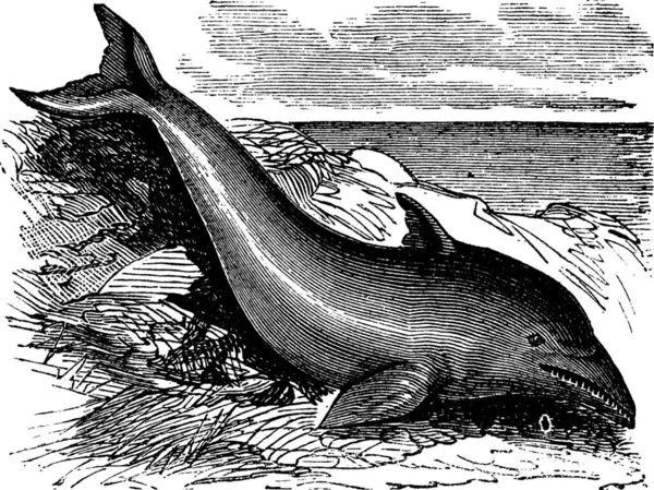 Delphi Vector Art Stock Images | Depositphotos