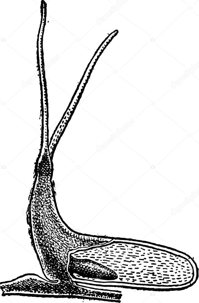 Eelgrass o Zostera marina o Marine eelgrass o Seagrass, ilustración ...