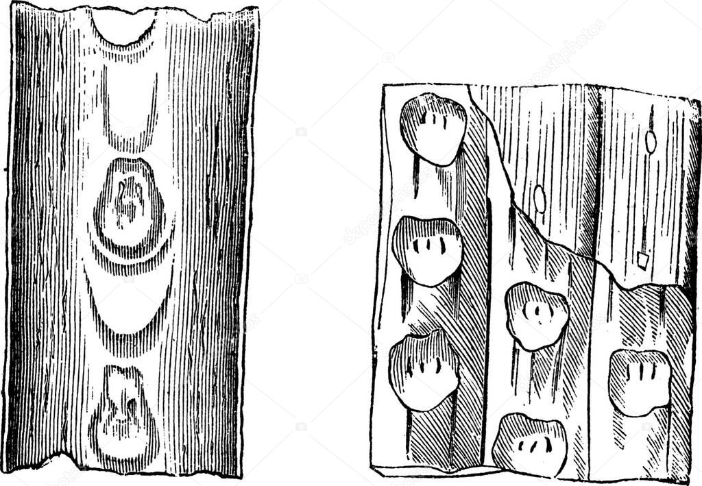 Sigillaria, grabado vintage. Antigua ilustración grabada de Sigillaria ...