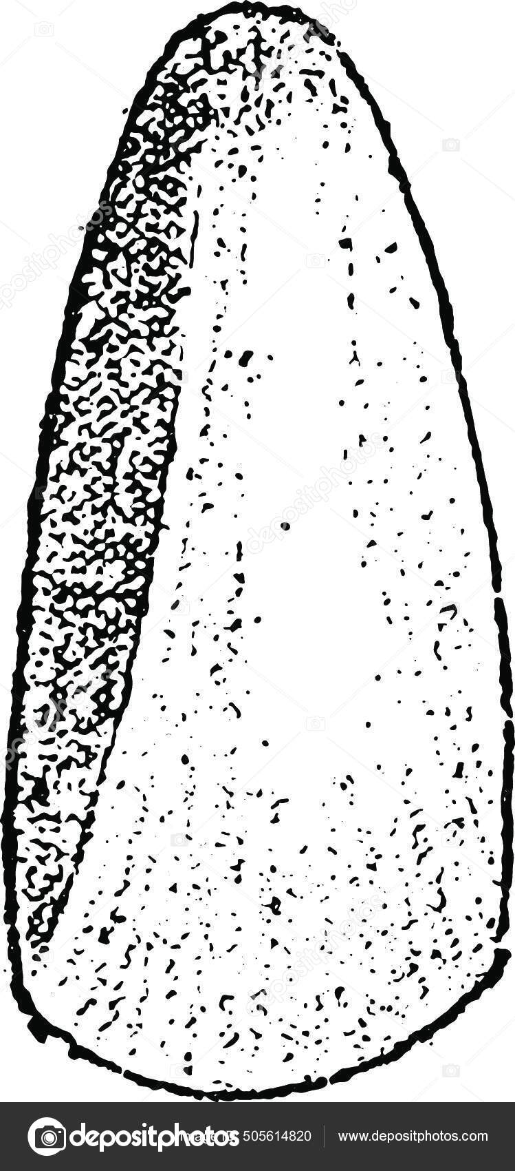 Polished Jade Vintage Engraved Illustration Natural Creation Living ...