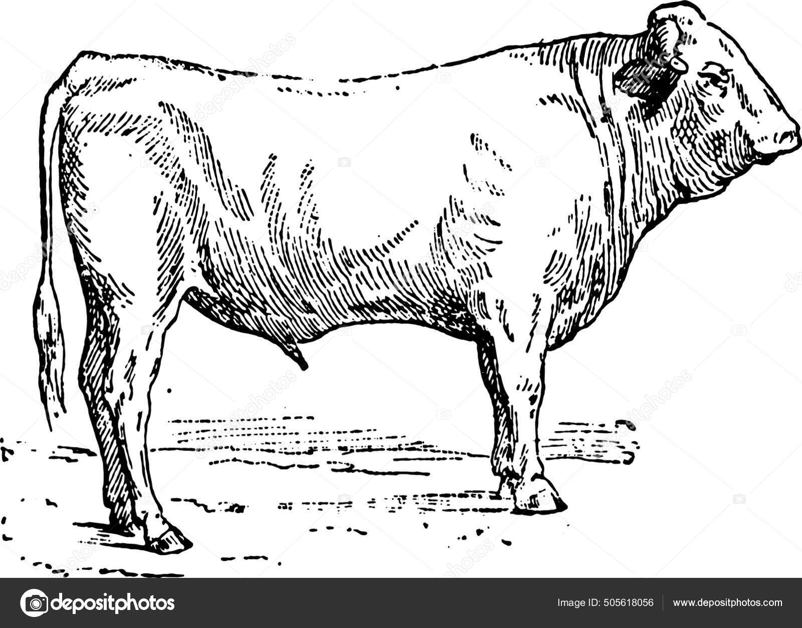 Dibujo Vectorial Una Vaca Vector de stock #505618056 de ©PantherMediaSeller