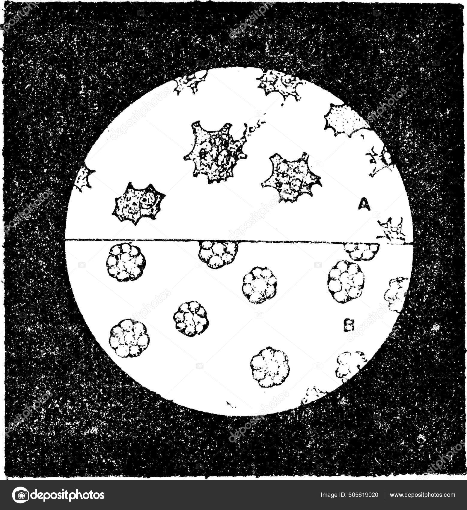 Fig Colorless Cells Mussel Blood Cells Slug Vintage Engraved ...