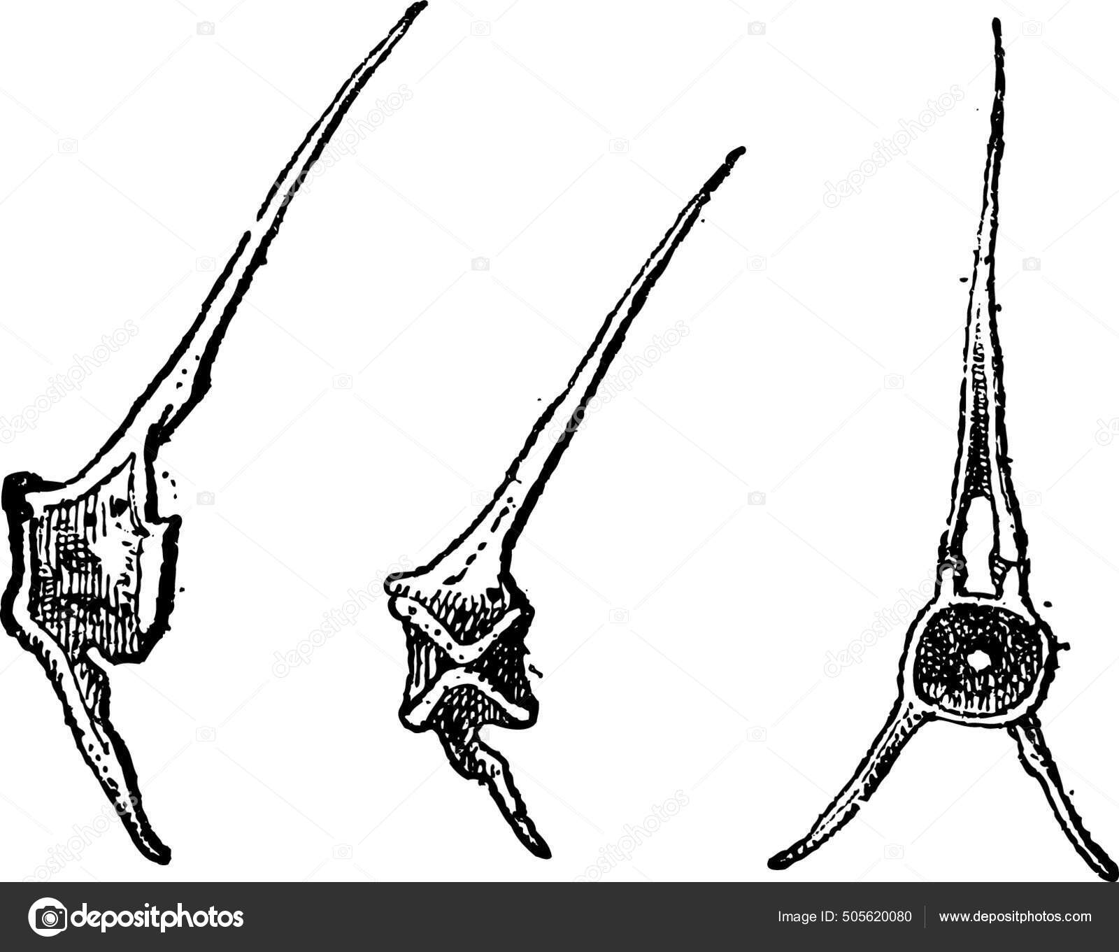 Fish Vertebra Showing Side View Left Side View Cross Section Stock ...
