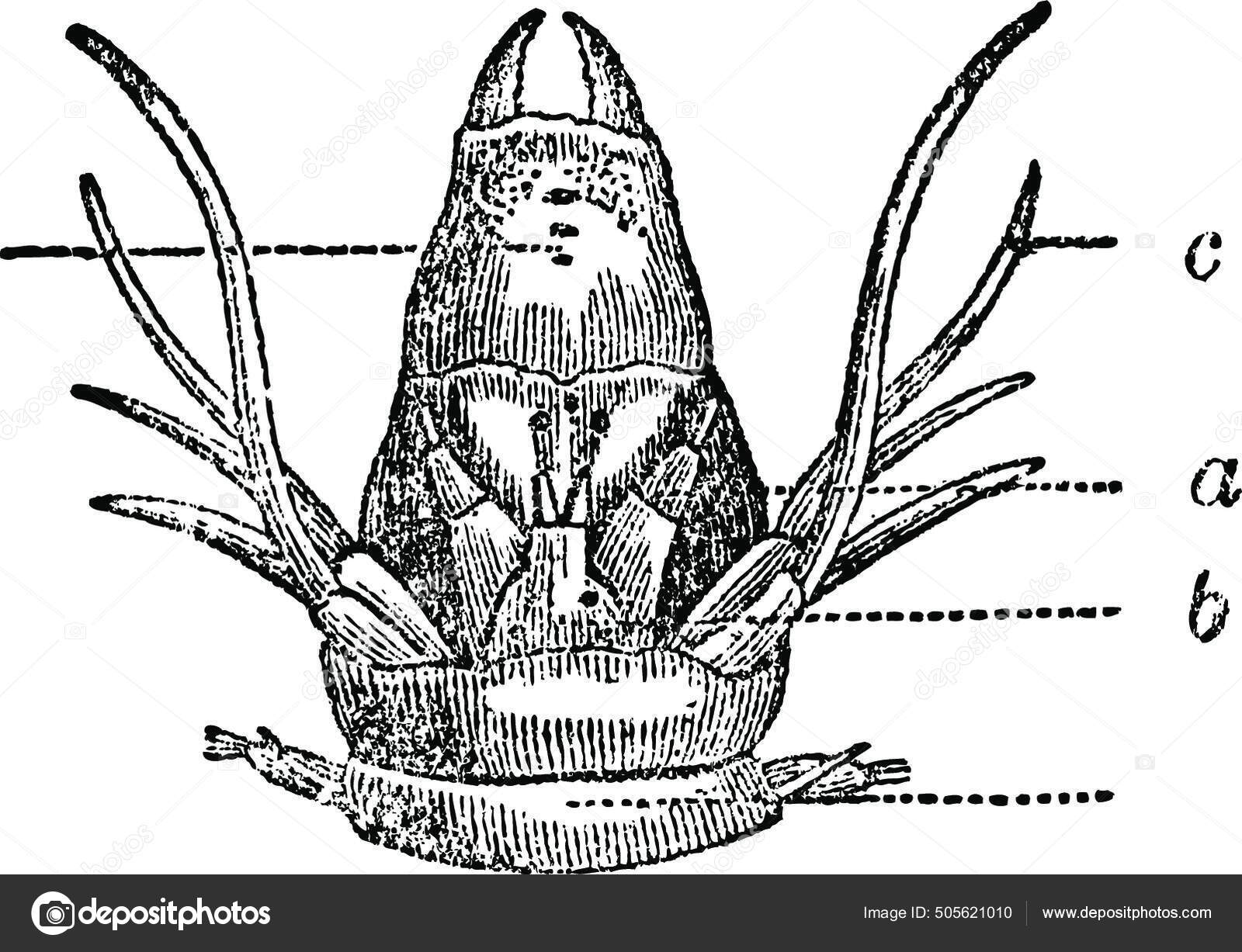 Clam Worm Anatomy at Angel Stoltz blog