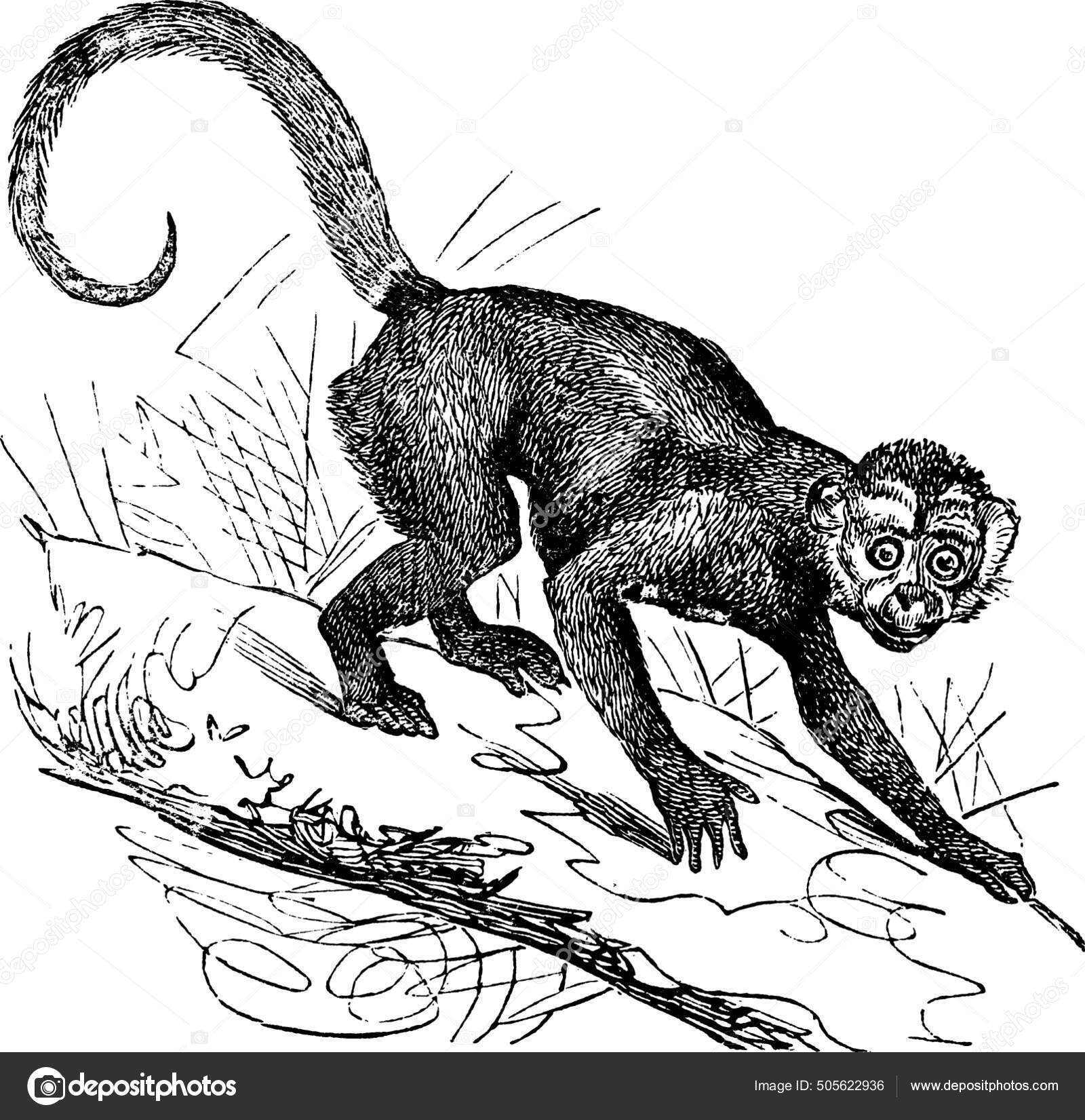 White Headed Capuchin White Faced Capuchin White Throated Capucin Cebus ...