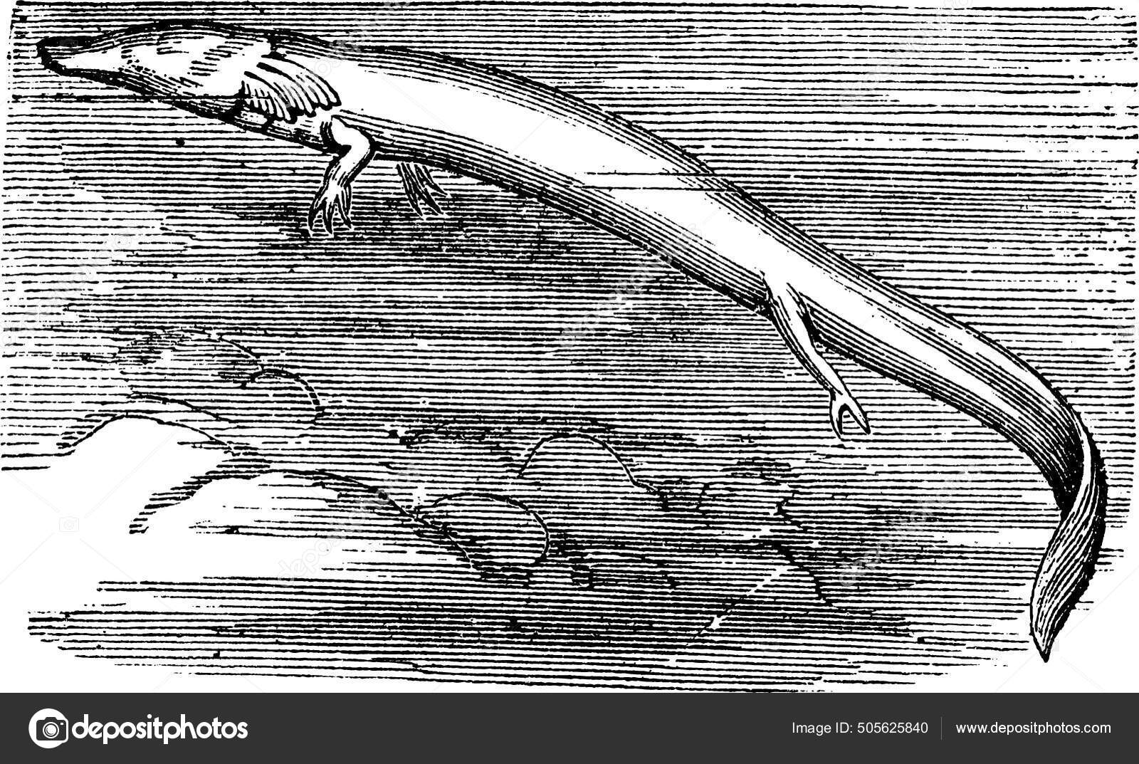 Olmo Proteus Anguinus Proteus Pescado Humano Salamandra Cueva ...