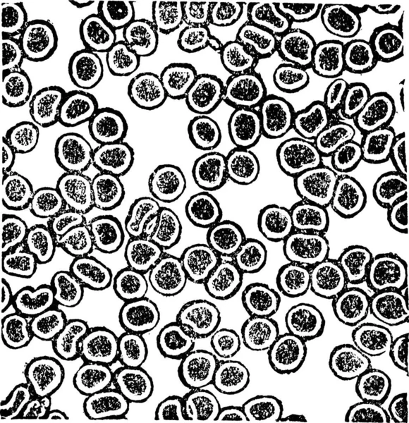 22,343,162 Lymphatic cells Vector Images | Depositphotos