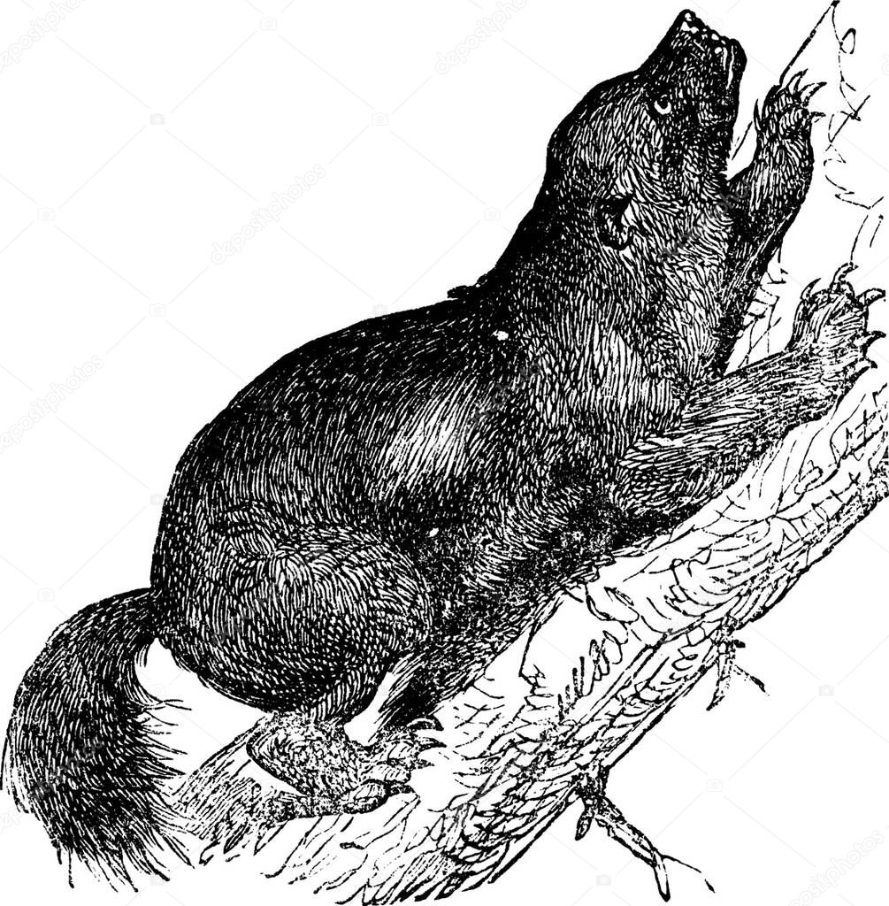 Wolverine o Gulo luscus o Gulo gulo o Carcajou o Glutton o Skunk bear o ...