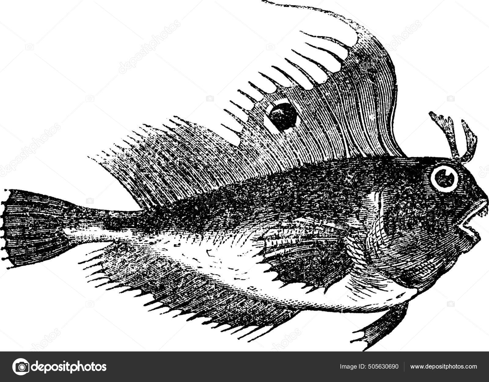 Blennius Ocellaris Also Known Butterfly Blenny Fish Vintage Engraved ...